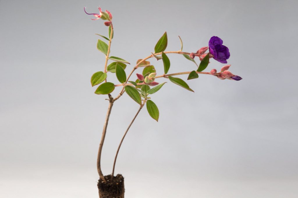 Flor Princesa - Loja Viveiros Aliança