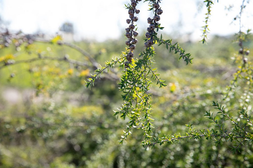 Urze de jardim - Loja Viveiros Aliança